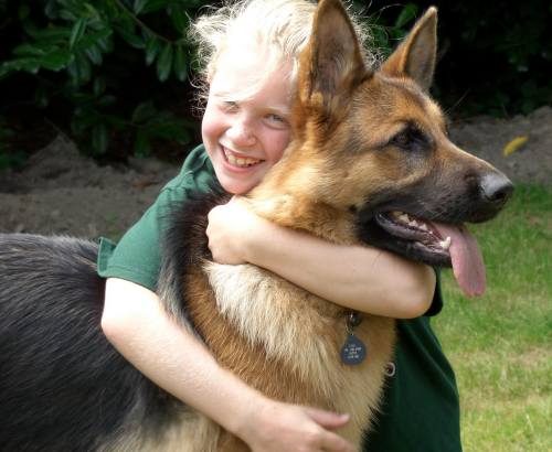 Are German Shepherds Friendly